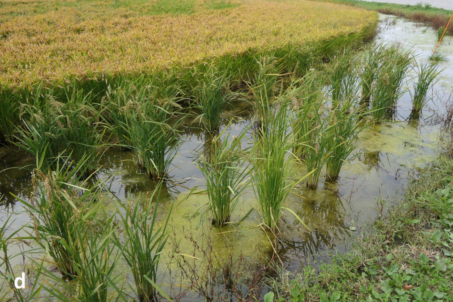 Riziculture inondée en Suisse: Associer production et conservation de ...